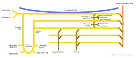 Cervical Plexus Diagram