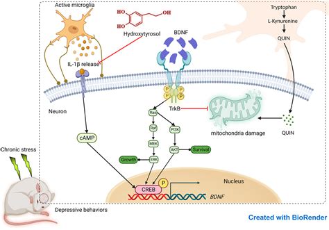 Frontiers Anti Neuroinflammatory Effect Of Hydroxytyrosol A