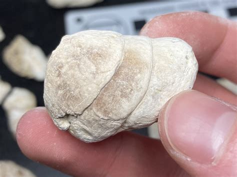 Shark Coprolite Cretaceous The Fossil Forum