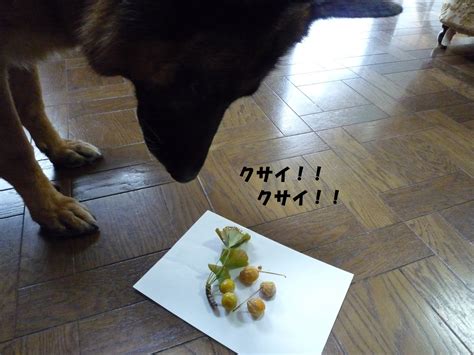 銀杏を拾う ウーテのブログ