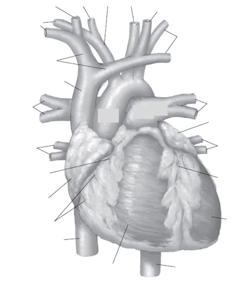 Labeling The Heart Anterior Diagram Quizlet