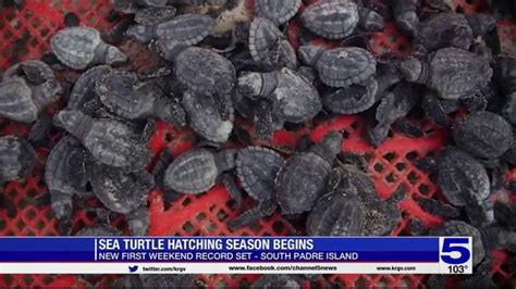 Sea Turtle Hatching Season Begins At Spi Sogg