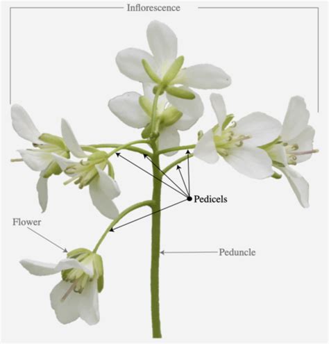 Common Inflorescence Types The Basics Flashcards Quizlet