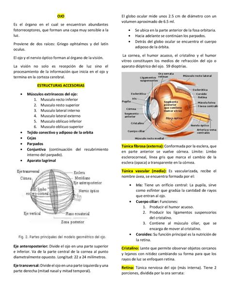 Elasticidad Superficial Y Anomalías En La Cápsula De Glisson