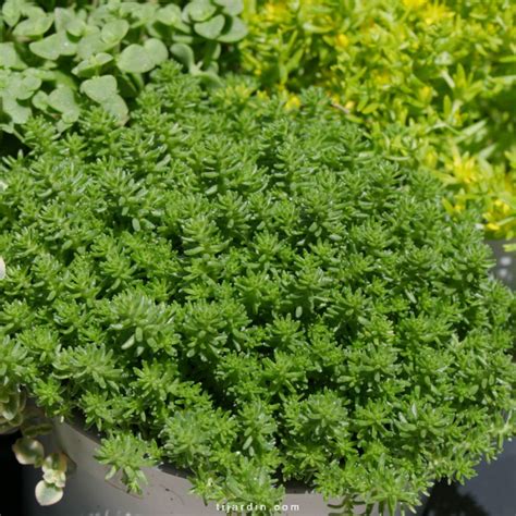 Sedum Sexangulare Une Succulente Vigoureuse Un Excellent Couvre Sol