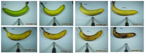 Applied Sciences Free Full Text Quality Assessment Of Banana Ripening Stages By Combining