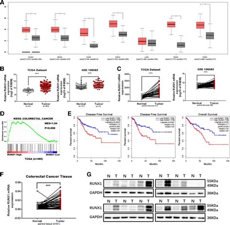 Runx1 Promotes Tumour Metastasis By Activating The Wntβ Catenin