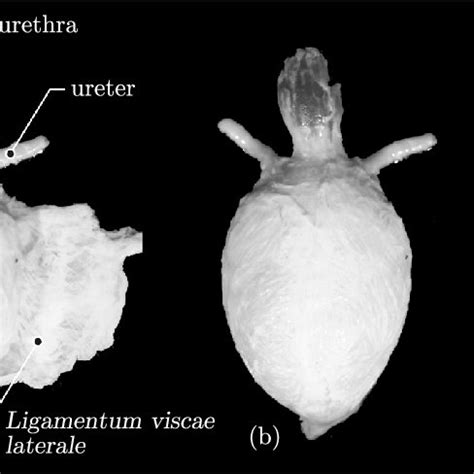 Photograph Showing Penis And Prepuce In Boar T Tip Of The Penis And P