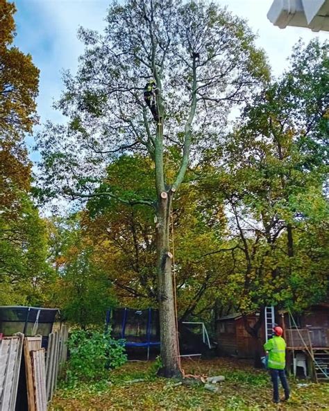 Lm Tree Surgery Haslemere Best Crown Reduction Services