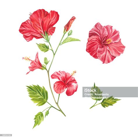 흰색 배경에 강조 된 붉은 히비스커스 꽃 수채화 열대 꽃 잎과 현실적인 다채로운 히비스커스 식물학 당신의 포스터 엽서 디자인에 대한 이국적인 열대 꽃 개체 0명에 대한 스톡