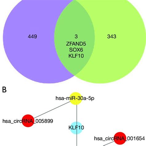Circrna Mirna Mrna Network Construction A Venn Diagram Analysis Of