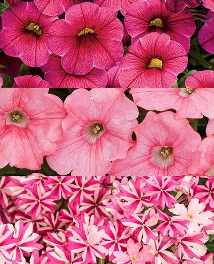 Sweet Like Candy Pleasant View Gardens