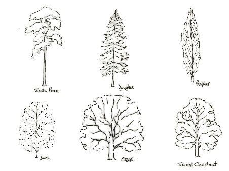 How To Draw Realistic Trees An Easy Step By Step Beginner S Guide