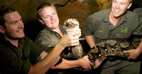 australian reptile park python atomic betty annual weigh in in pictures mirror online