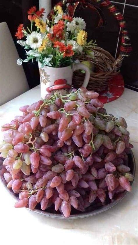 ყველანაირი ხეხილის ნერგები და მარადნწვანე მცენარეები ლოტკინი გარეჯის 15 555188007 Plants