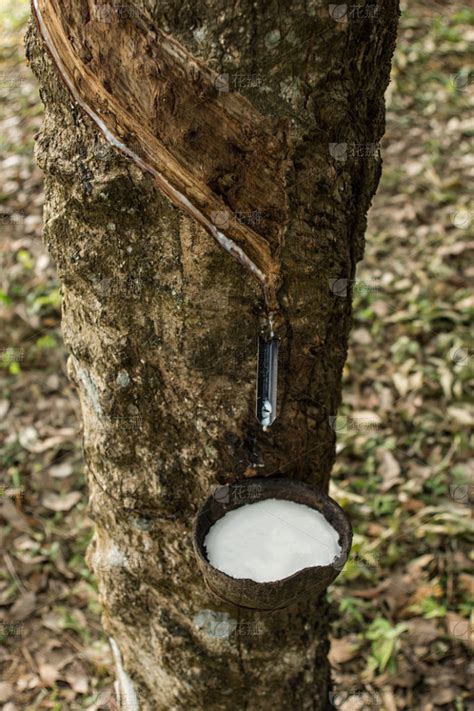 橡胶胶乳橡胶树