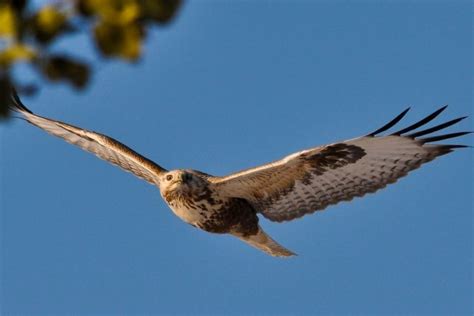 Upland Buzzard The Ultimate Guide Operation Migration