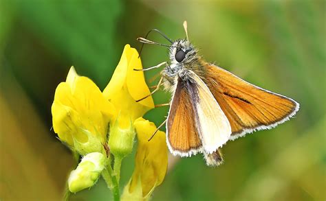 Small Skipper And Small Skipper Ab Intermedia Motcombe Meadows
