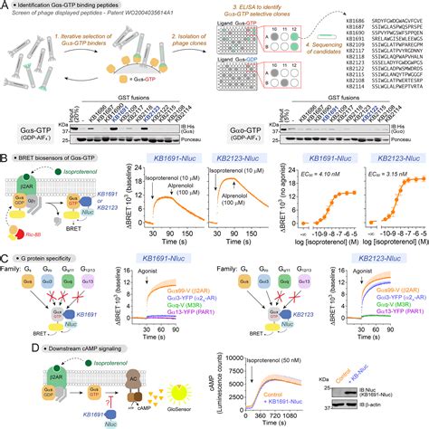 Direct Interrogation Of Context Dependent Gpcr Activity With A Universal Biosensor Platform Pubmed