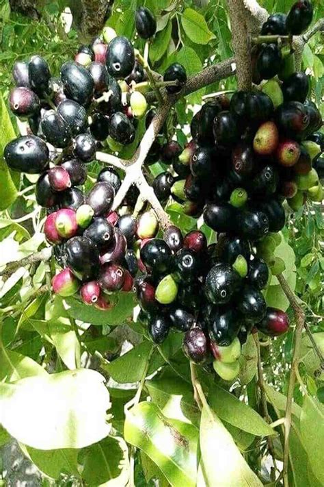 Buy Java Plum Jamun Tree Online Fast Uae Delivery
