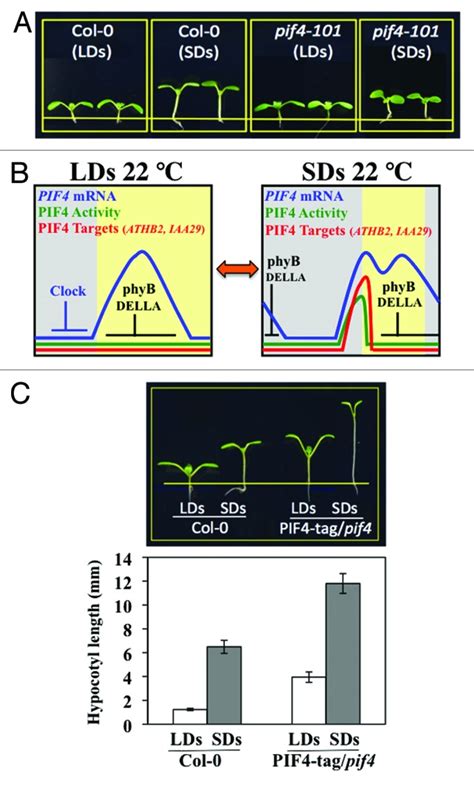 Verification At The Protein Level Of The Pif4 Mediated External Coincidence Model For The