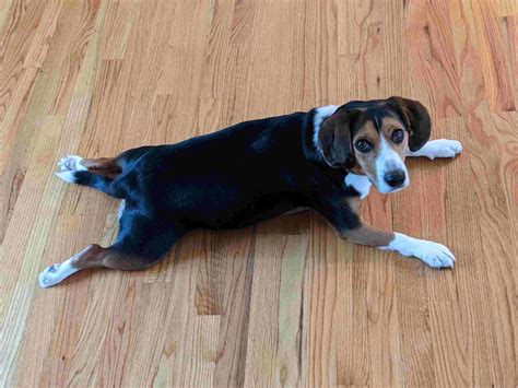 Dioxus Fullstack Crossplatform App Framework For Rust