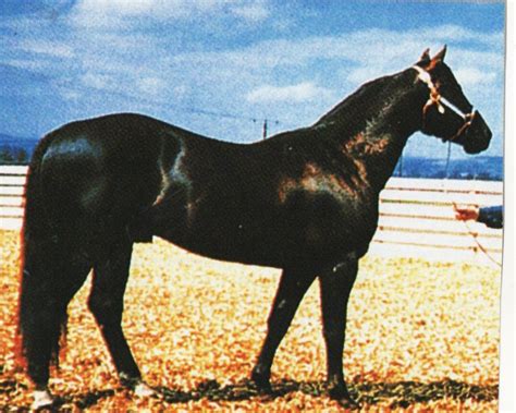 Flash Sex Of Tivio Cheval Pedigree