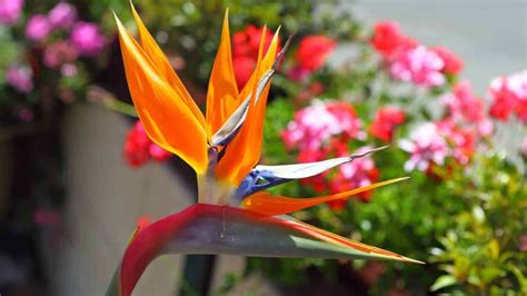 Exotic Flowers A Visual Guide To The Most Beautiful Varieties