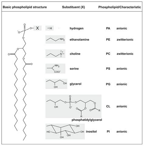 General Structure Of Phospholipids And Common Head Groups Pls Contain