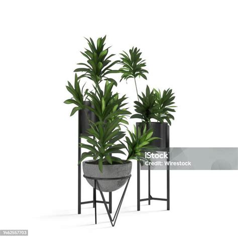 현대적인 검은색과 회색 화분 건설에 녹색 식물의 근접 촬영 0명에 대한 스톡 사진 및 기타 이미지 0명 가구 건설 산업 Istock