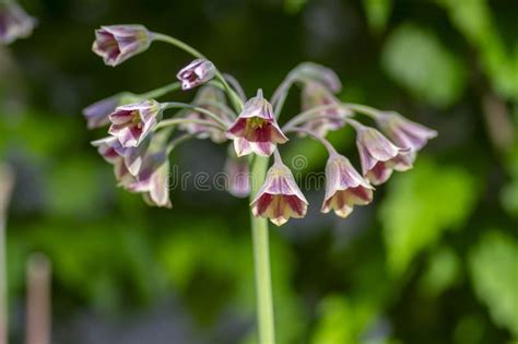 Allium Siculum Honey Sicilian Lily Garlic Flowers In Bloom Beautiful