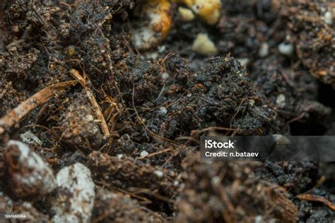 심기위한 미네랄이 풍부한 토양의 표면 토양과 식물 영양소의 작은 덩어리를 보여주는 높은 배율에서 부드러운 초점에 배경 0명에 대한 스톡 사진 및 기타 이미지 Istock
