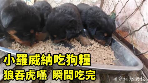刚满月的罗威纳第一次吃狗粮，一盆瞬间“秒完”，主人都惊呆了！ Youtube