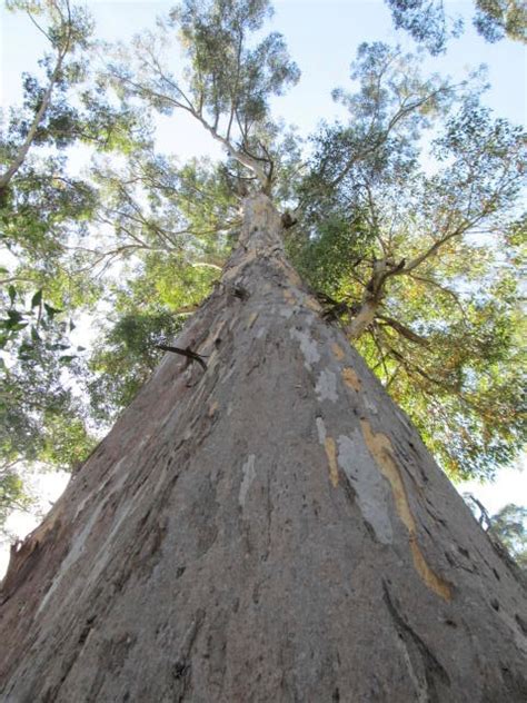 Karri Gallery Western Australia Giant Trees