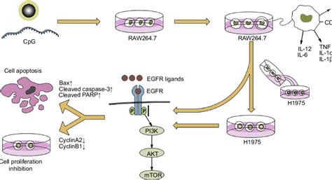Schematic Illustration Of Synergistic MΦ Activation By Fmt And Cpg For