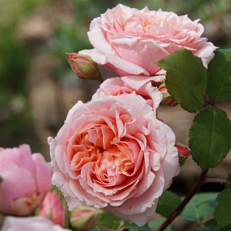 Paul Bocuse® Szkółka Róż Rosarium