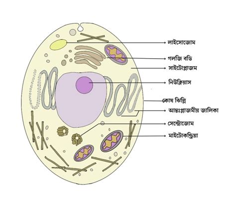 কোষ কাকে বলে ও প্রকারভেদ