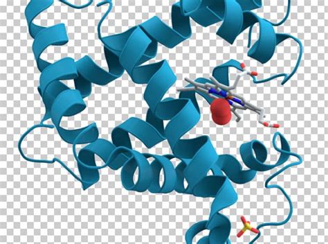 Myoglobin Protein Structure X Ray Crystallography Ribbon Diagram Png Clipart Alpha Helix