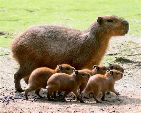 Капибара: описание, где обитает, чем питается, сколько живут