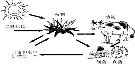 在生态系统中 不能循环利用的是a．水 B．氮 C．碳 D．能量——青夏教育精英家教网——