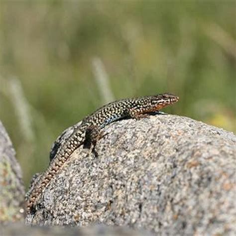 How Do Lizards Smell Diy Seattle