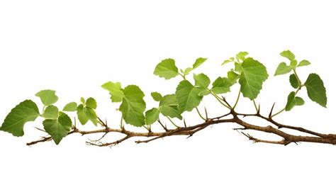 Premium Ai Image Leaf Stem And Root Elevation Side View