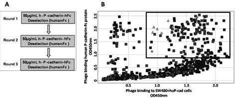 Figure S1 A Schematic Representation Of The Phage Selection Strategy