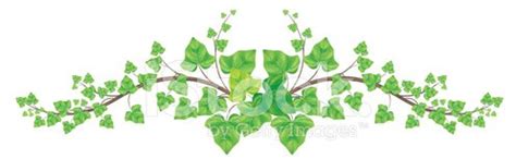 Ivy Vine Border Clip Art 360 Ivy Leaves Border Clip Art Stock