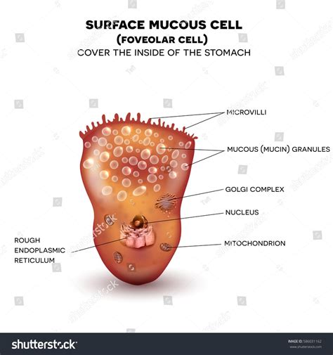 Stomach Cell Diagram