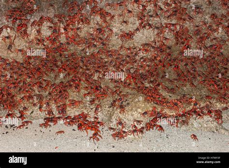 Christmas Island Red Crab Gecarcoidea Natalis Mass Shortly Before
