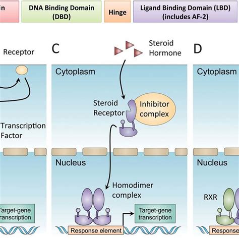Nuclear Receptor Transcriptional Activation Nuclear Receptors Are A Download Scientific