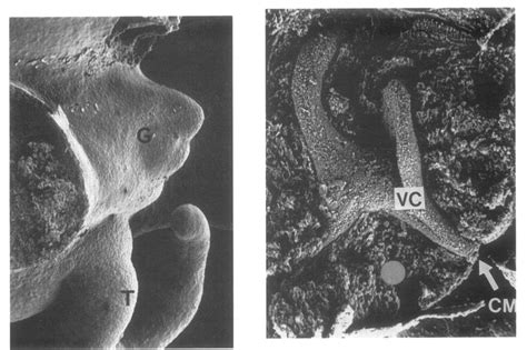 Abnormal Sd Mouse Embryo Note The Crippled Tail T And Hypoplastic Download Scientific