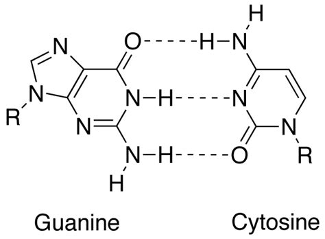 Guanine Cytosine Base Pair Picture