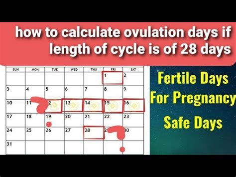 Menstrual Cycle Pregnancy Safe Period